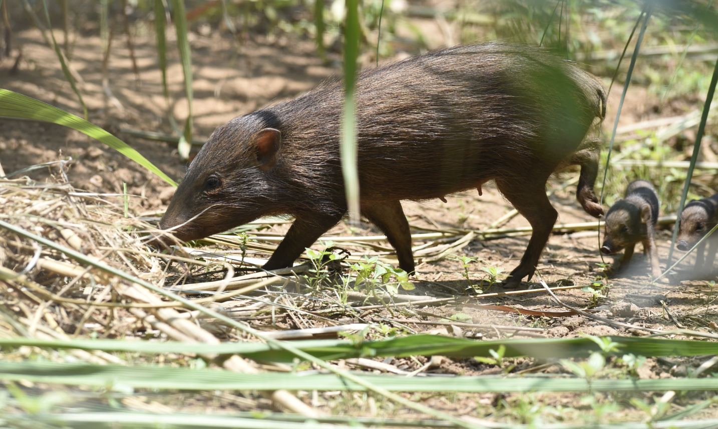 Pygmy Hog — Curious Species
