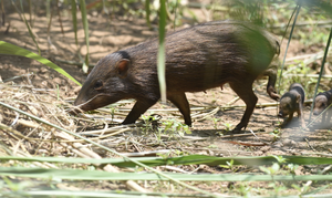 Pygmy Hog — Curious Species