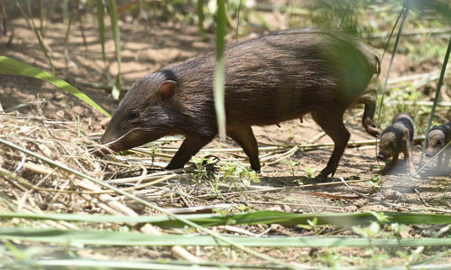 Pygmy Hog — Curious Species