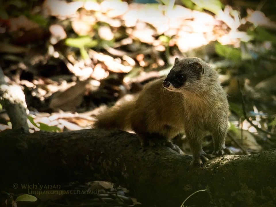 Japanese Weasel — Curious Species