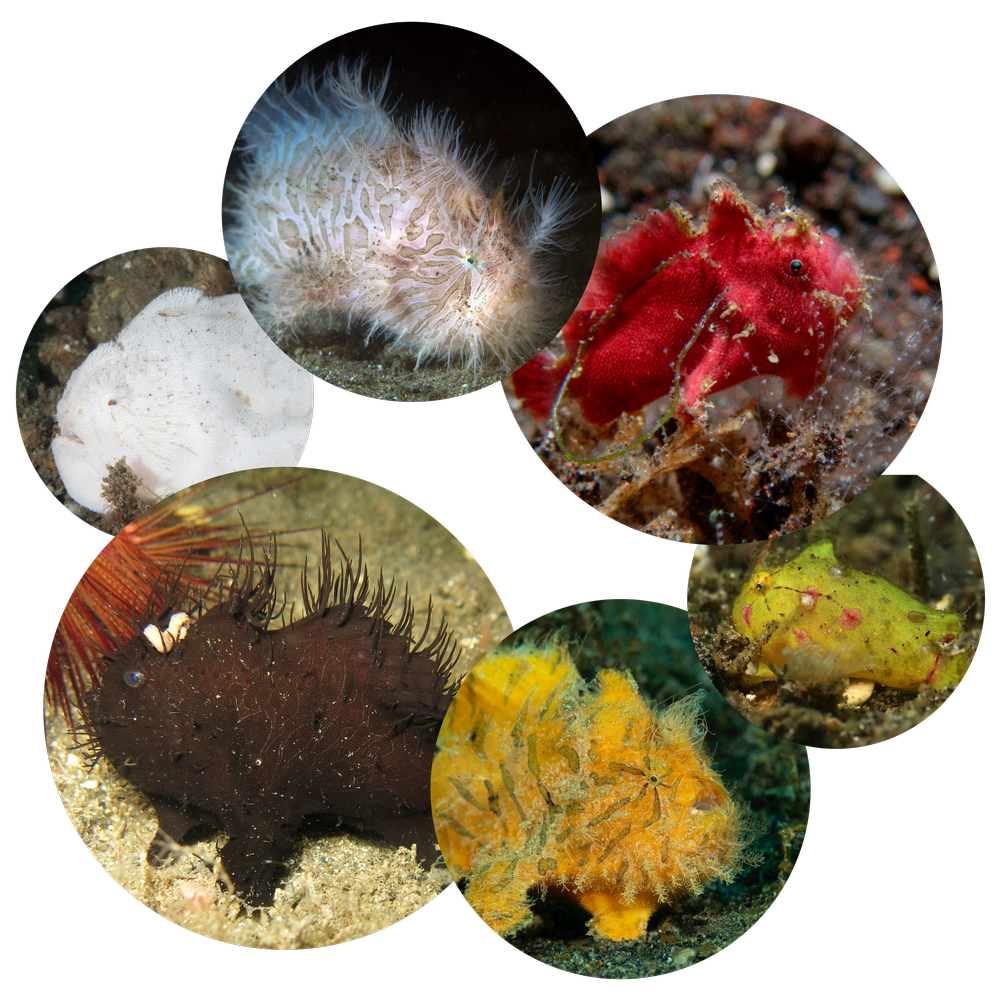 Hairy Frogfish — Curious Species