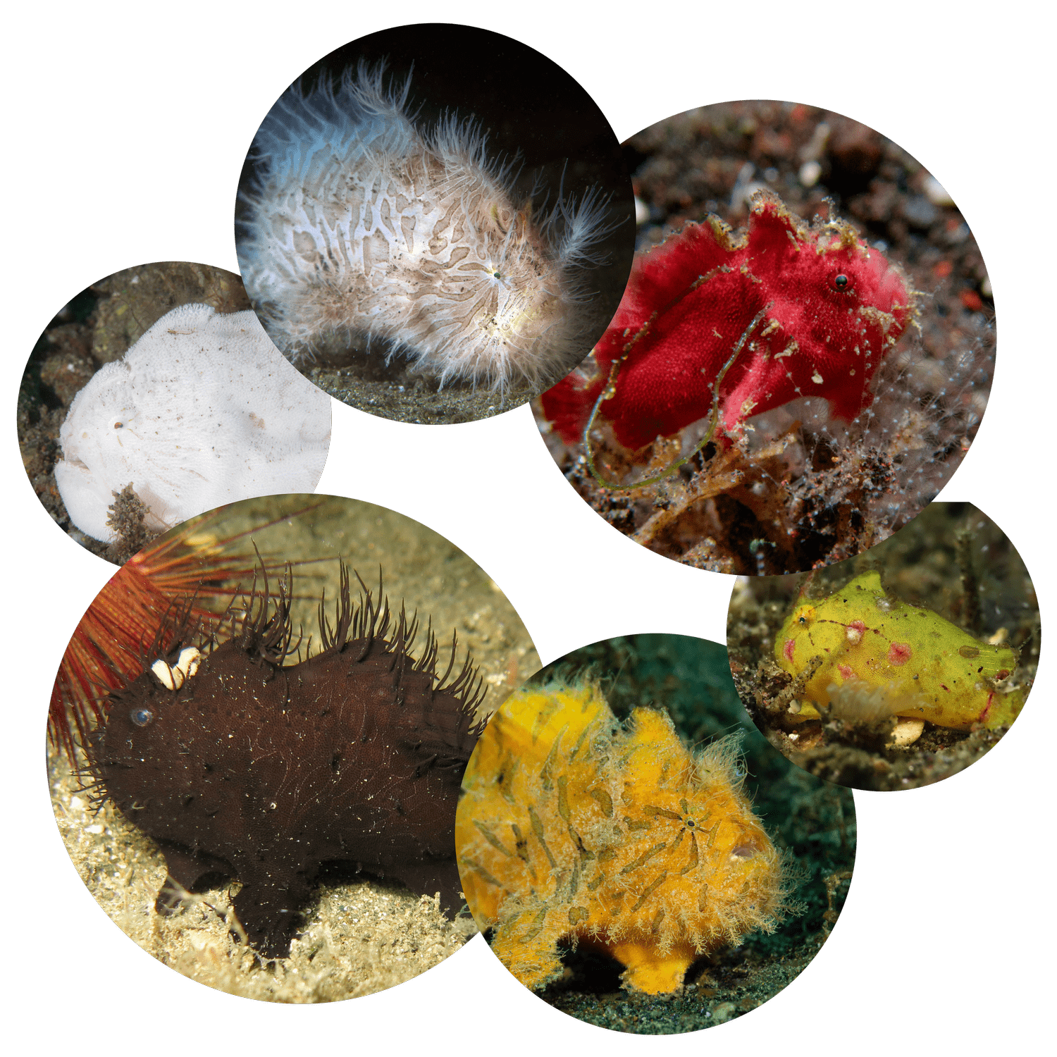 Hairy Frogfish — Curious Species