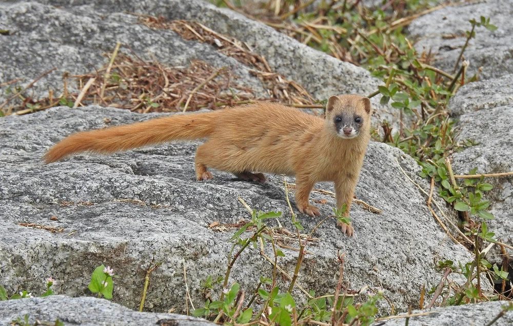 Japanese Weasel — Curious Species