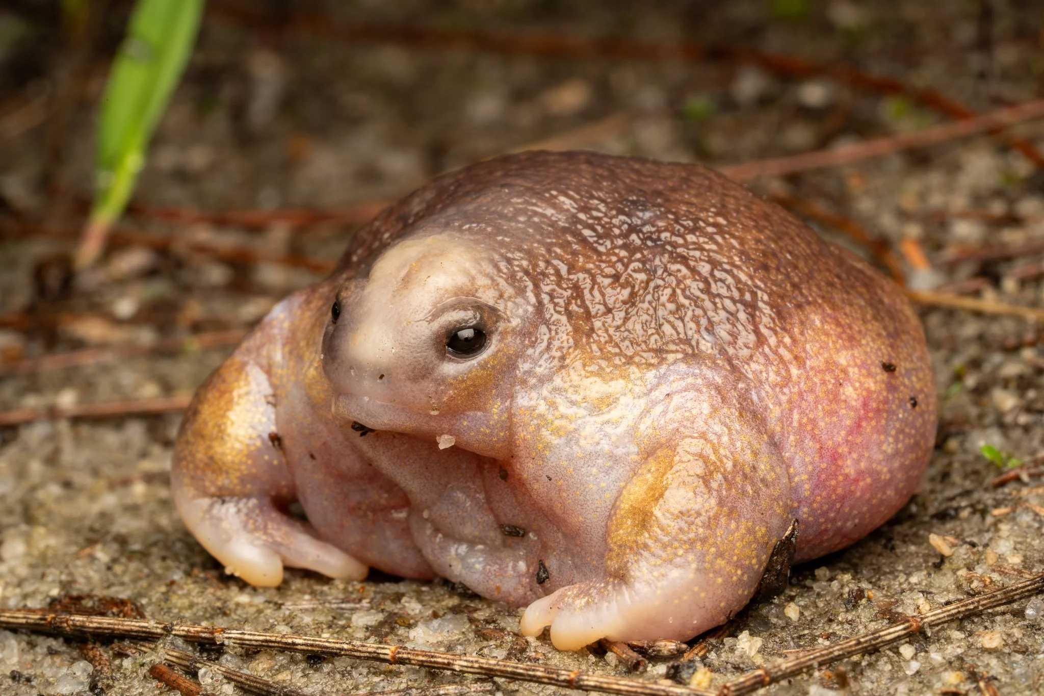 Turtle Frog — Curious Species