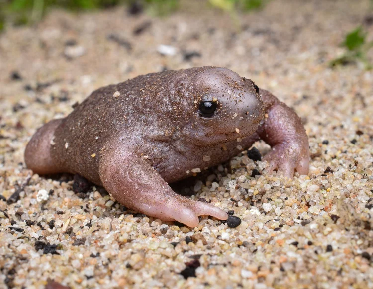 Turtle Frog — Curious Species