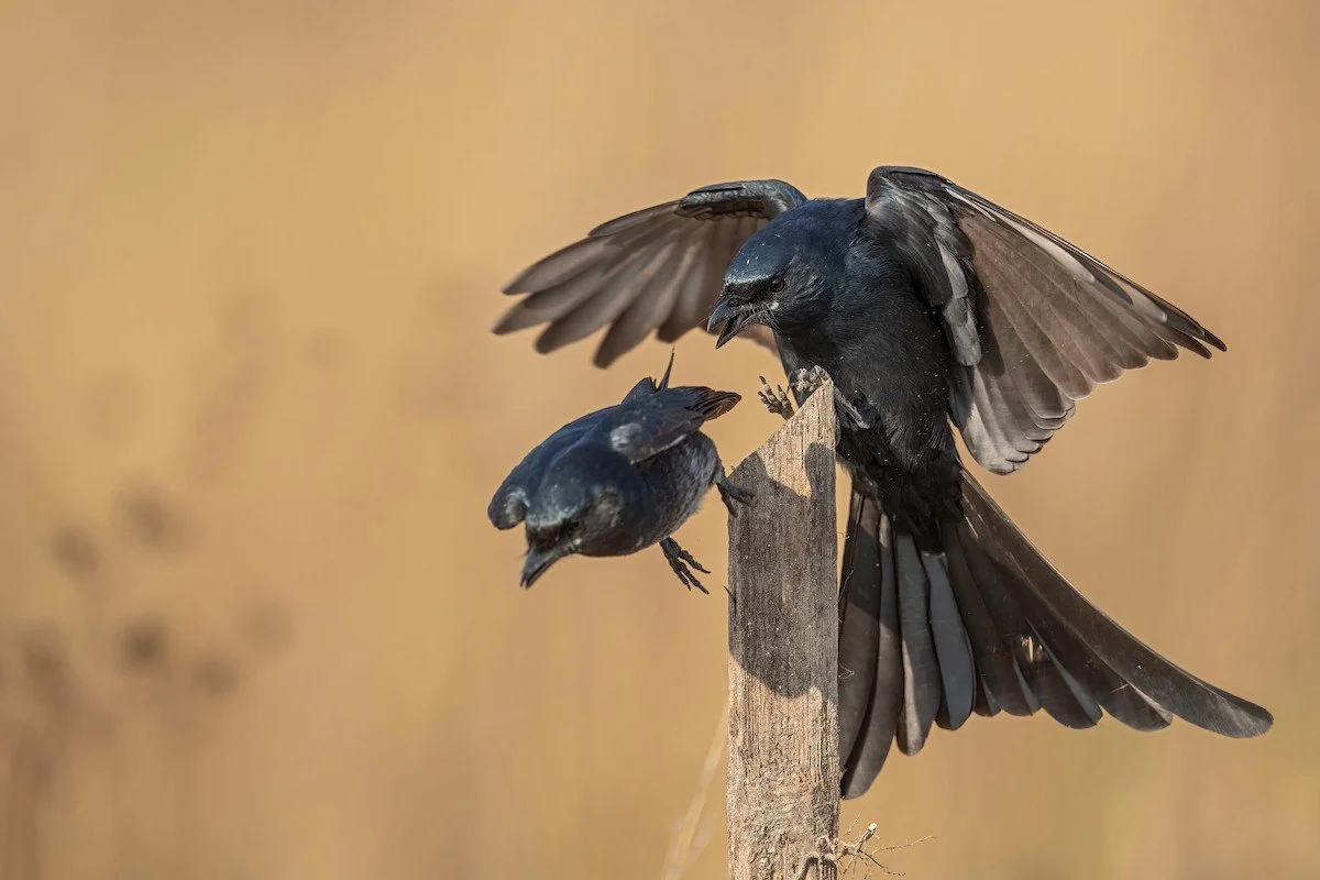 Black Drongo — Curious Species