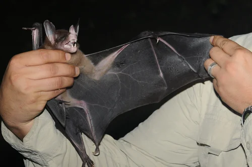 Spectral Bat — Curious Species