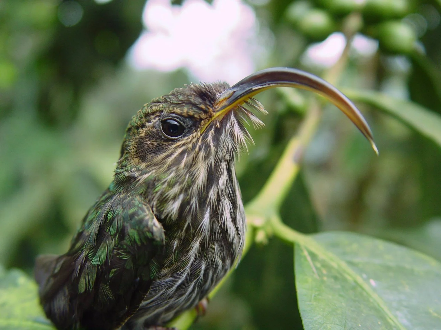 White-tipped Sicklebill — Curious Species