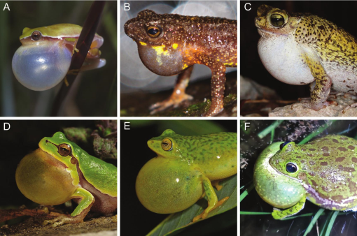 Darwin’s Frog — Curious Species