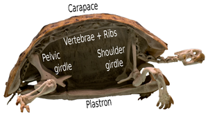 Turtle Frog — Curious Species