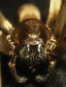 Kauaʻi Cave Wolf Spider — Curious Species