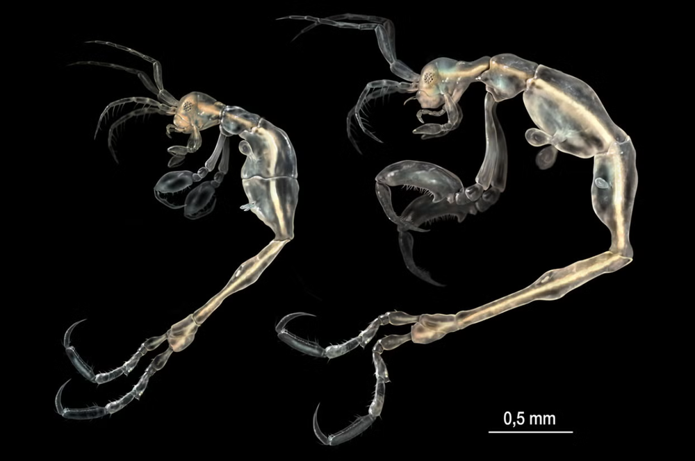 Skeleton Shrimp — Curious Species