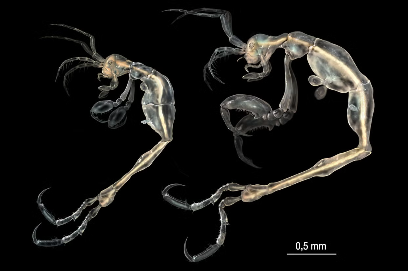 Skeleton Shrimp — Curious Species