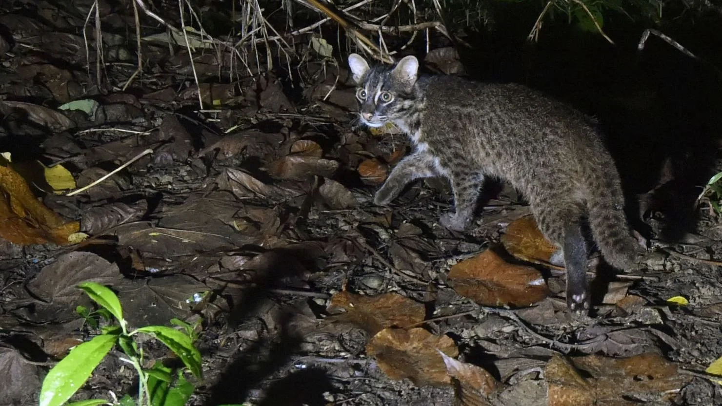 Iriomote Cat — Curious Species