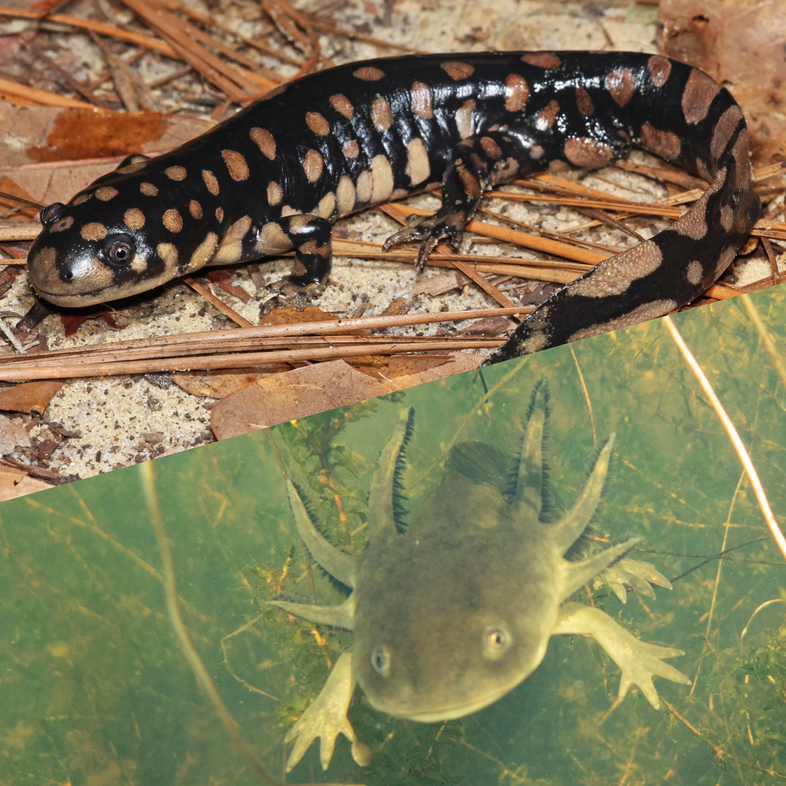 Lake Pátzcuaro Salamander — Curious Species
