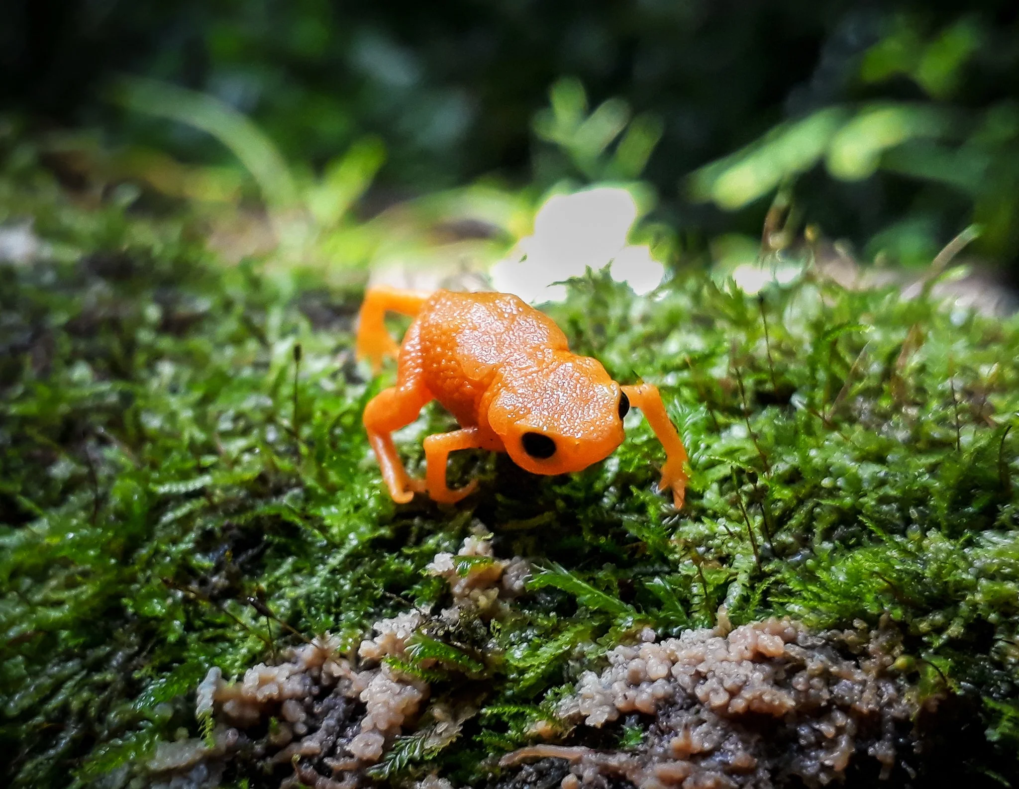 Pumpkin Toadlet — Curious Species