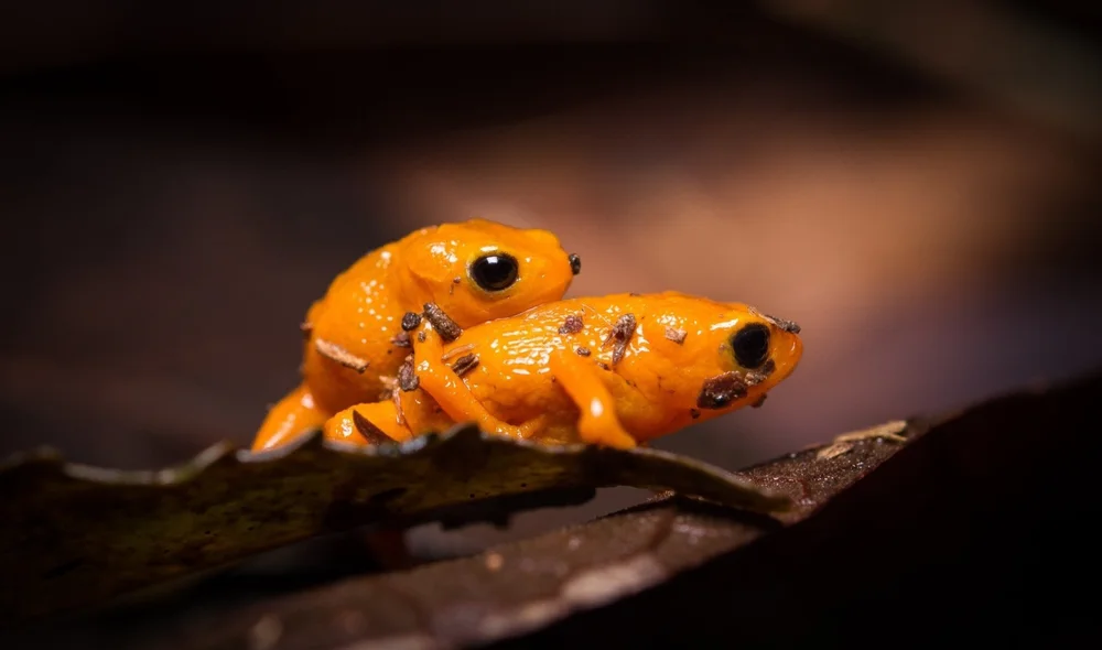 Pumpkin Toadlet — Curious Species