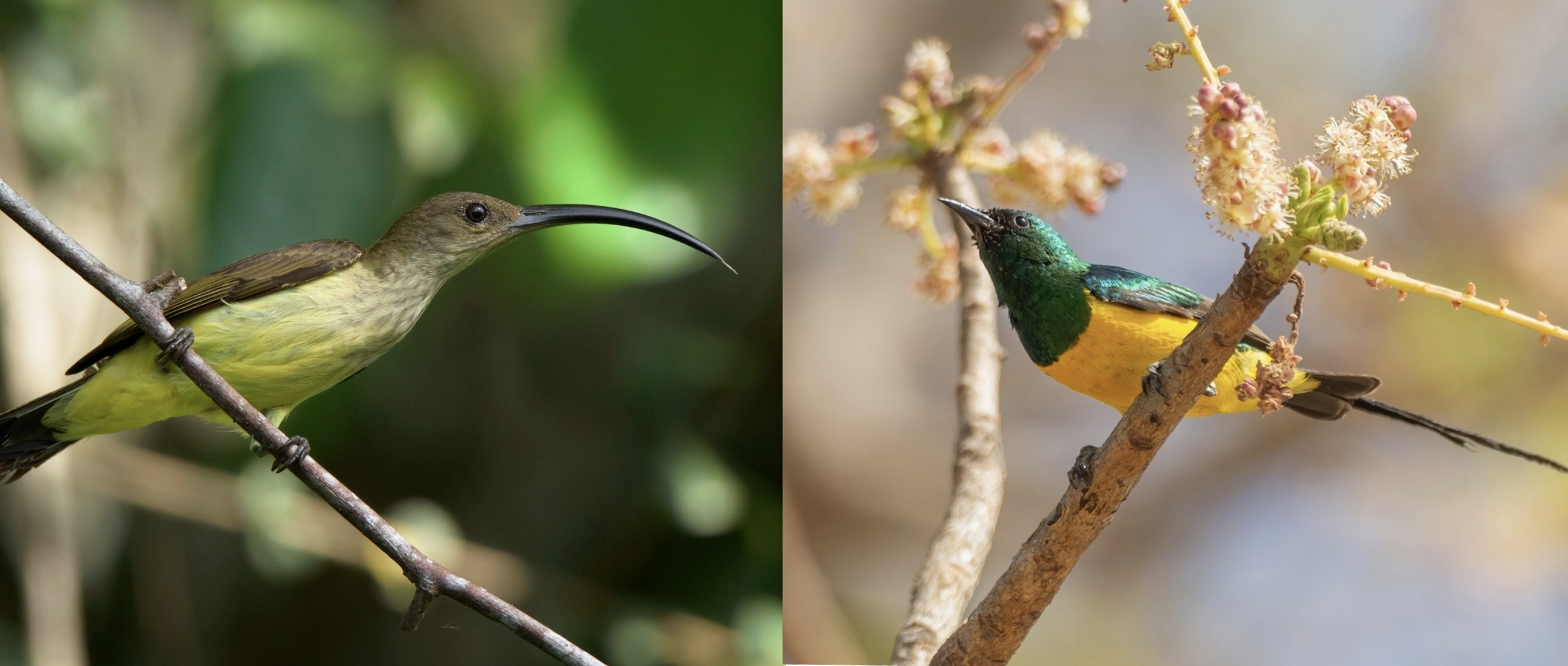 White-tipped Sicklebill — Curious Species
