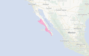 Mexican Mole Lizard — Curious Species