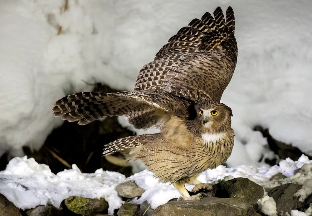 Blakiston's Fish-Owl — Curious Species