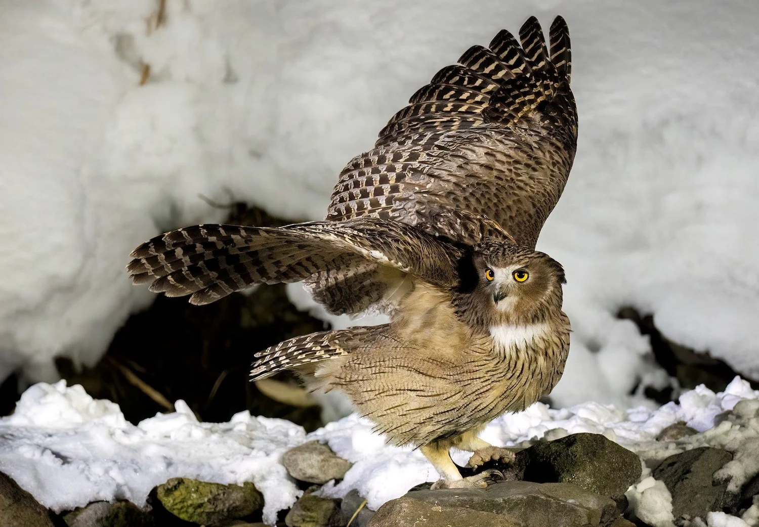Blakiston's Fish-Owl — Curious Species
