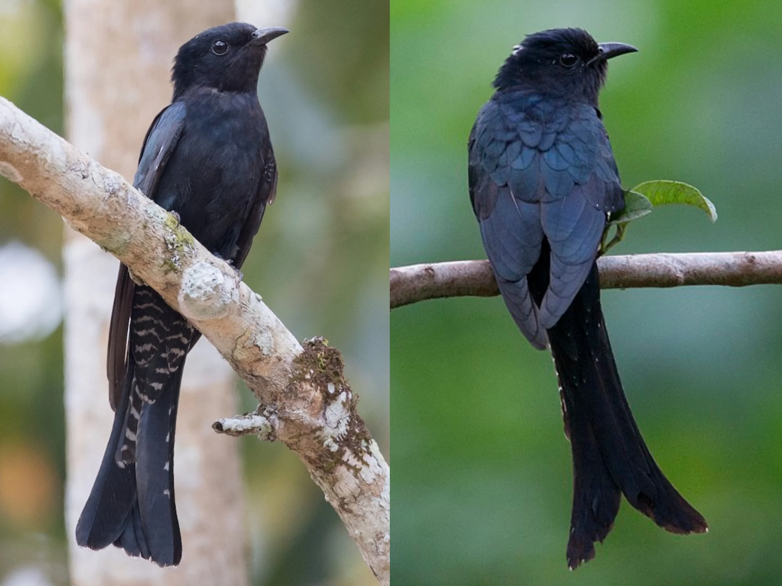 Black Drongo — Curious Species