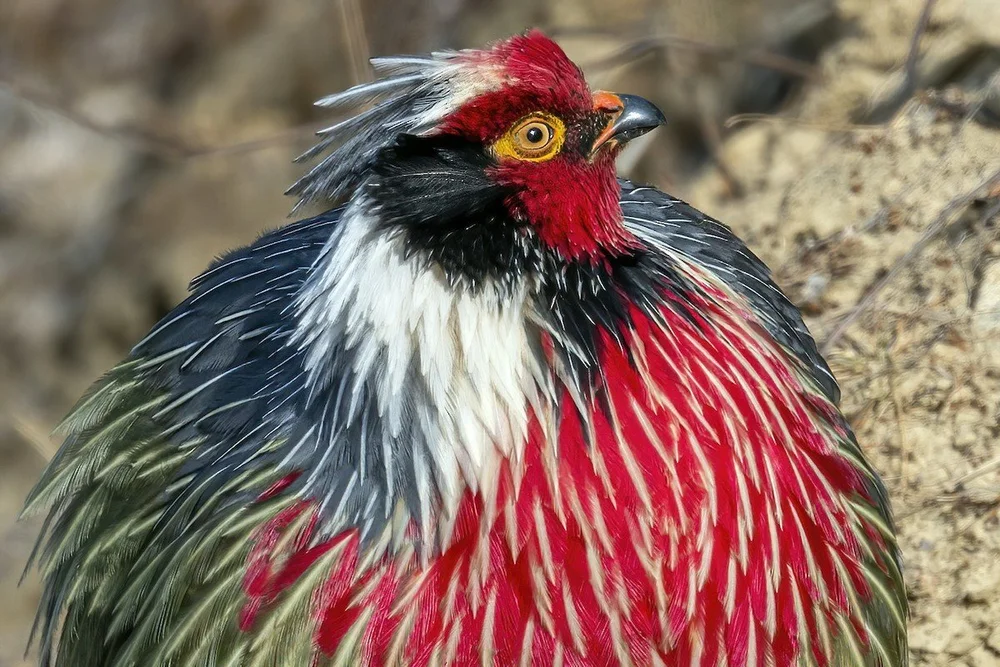 Blood Pheasant — Curious Species