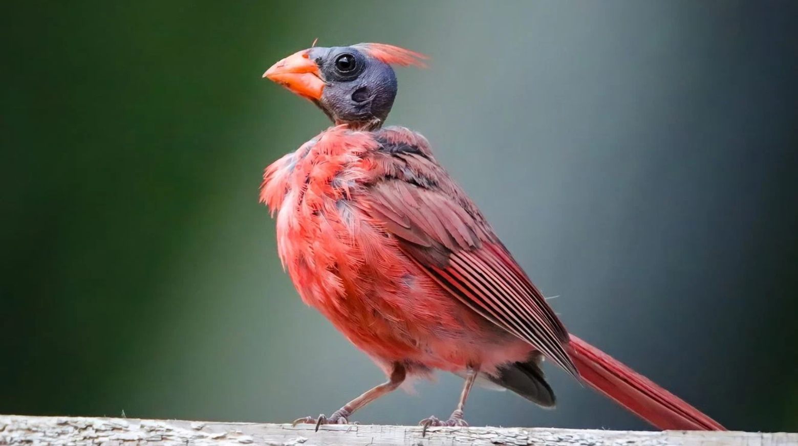 Bald Parrot — Curious Species