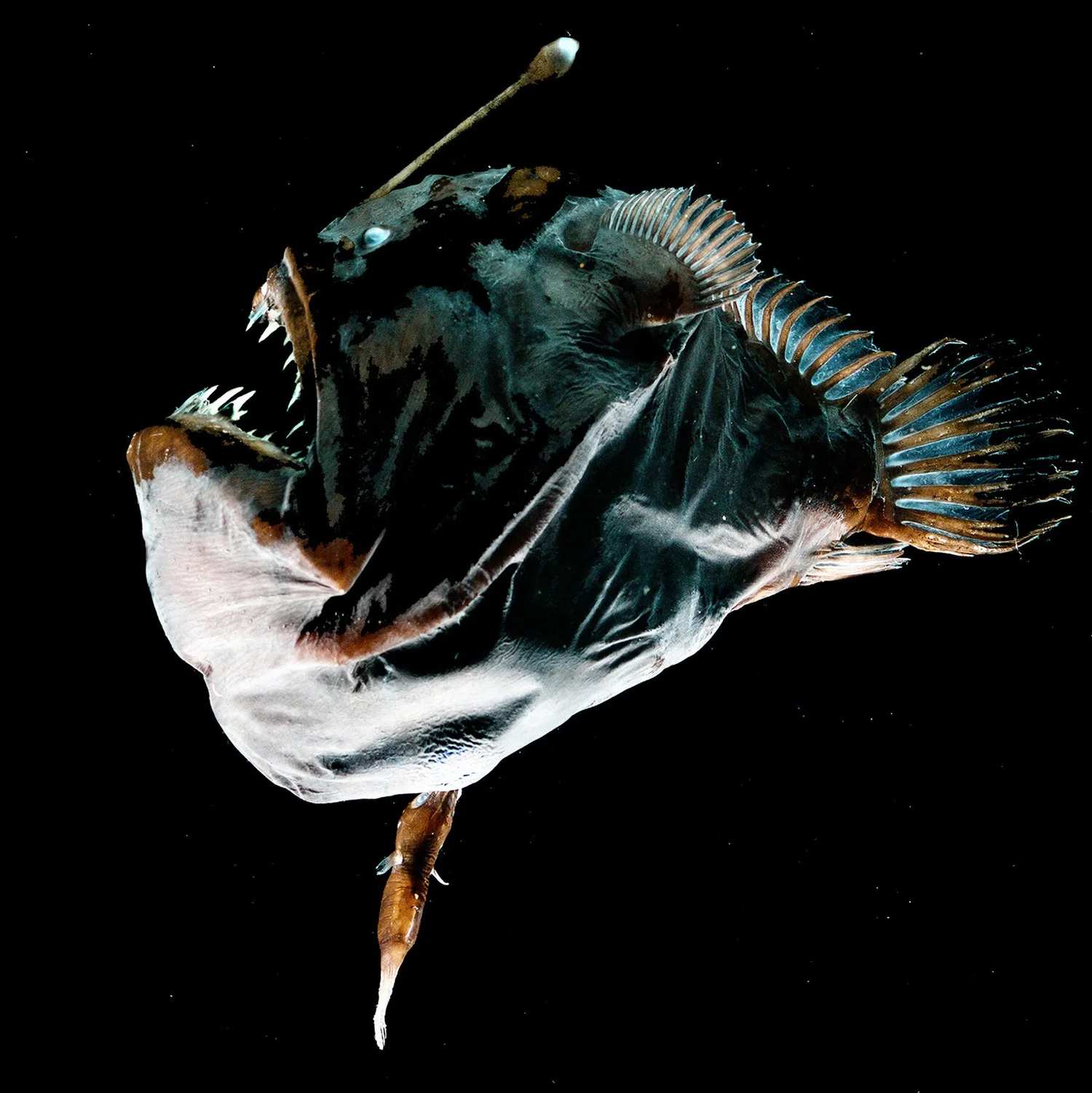 Pacific Blackdragon — Curious Species