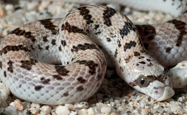 Mexican Mole Lizard — Curious Species