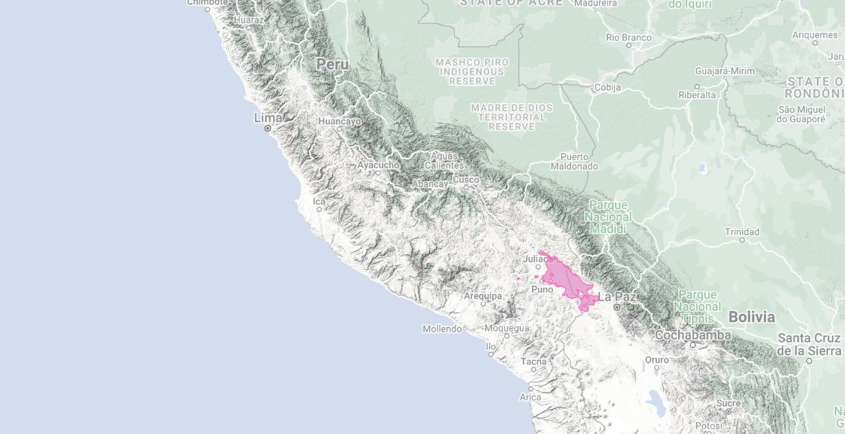 Titicaca Water Frog — Curious Species