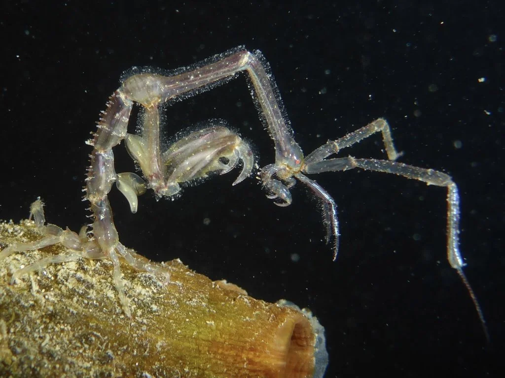 Skeleton Shrimp — Curious Species