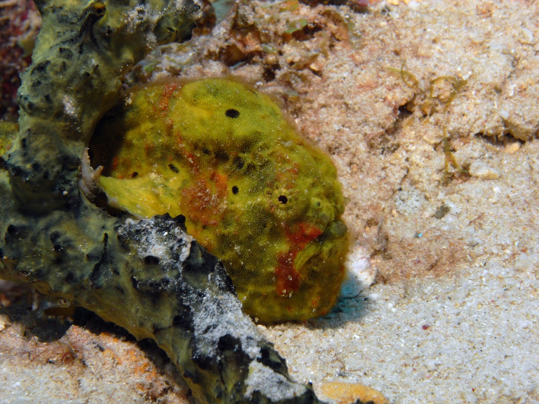 Hairy Frogfish — Curious Species