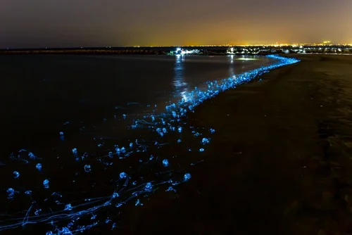 Firefly Squid — Curious Species