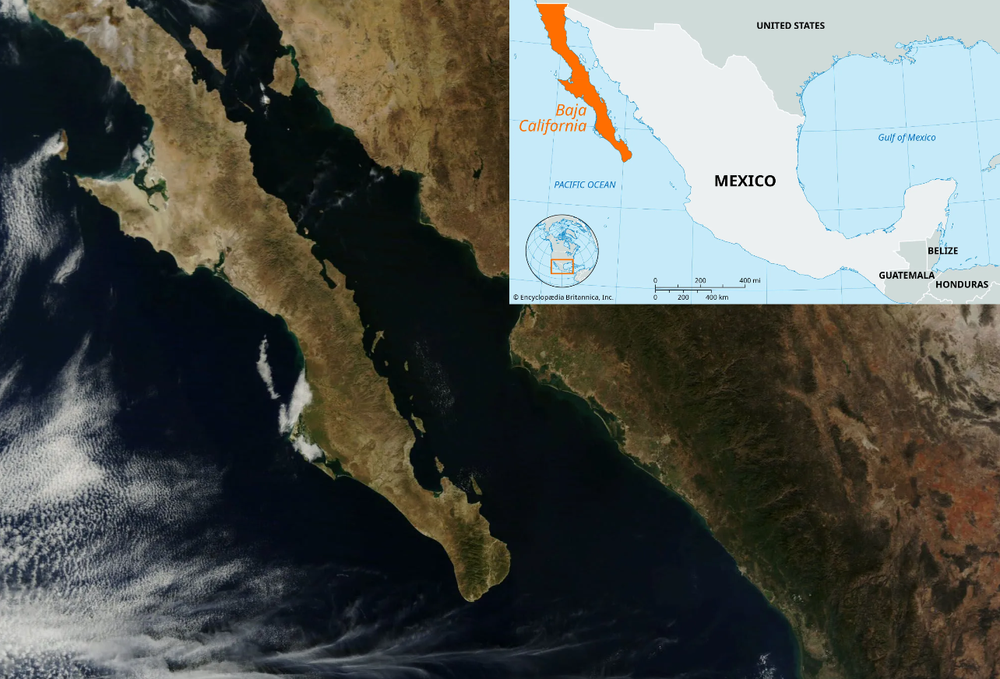 Mexican Mole Lizard — Curious Species