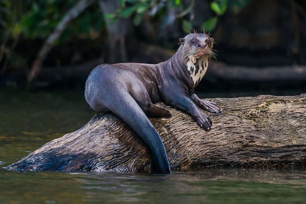 Giant Otter Shrew — Curious Species