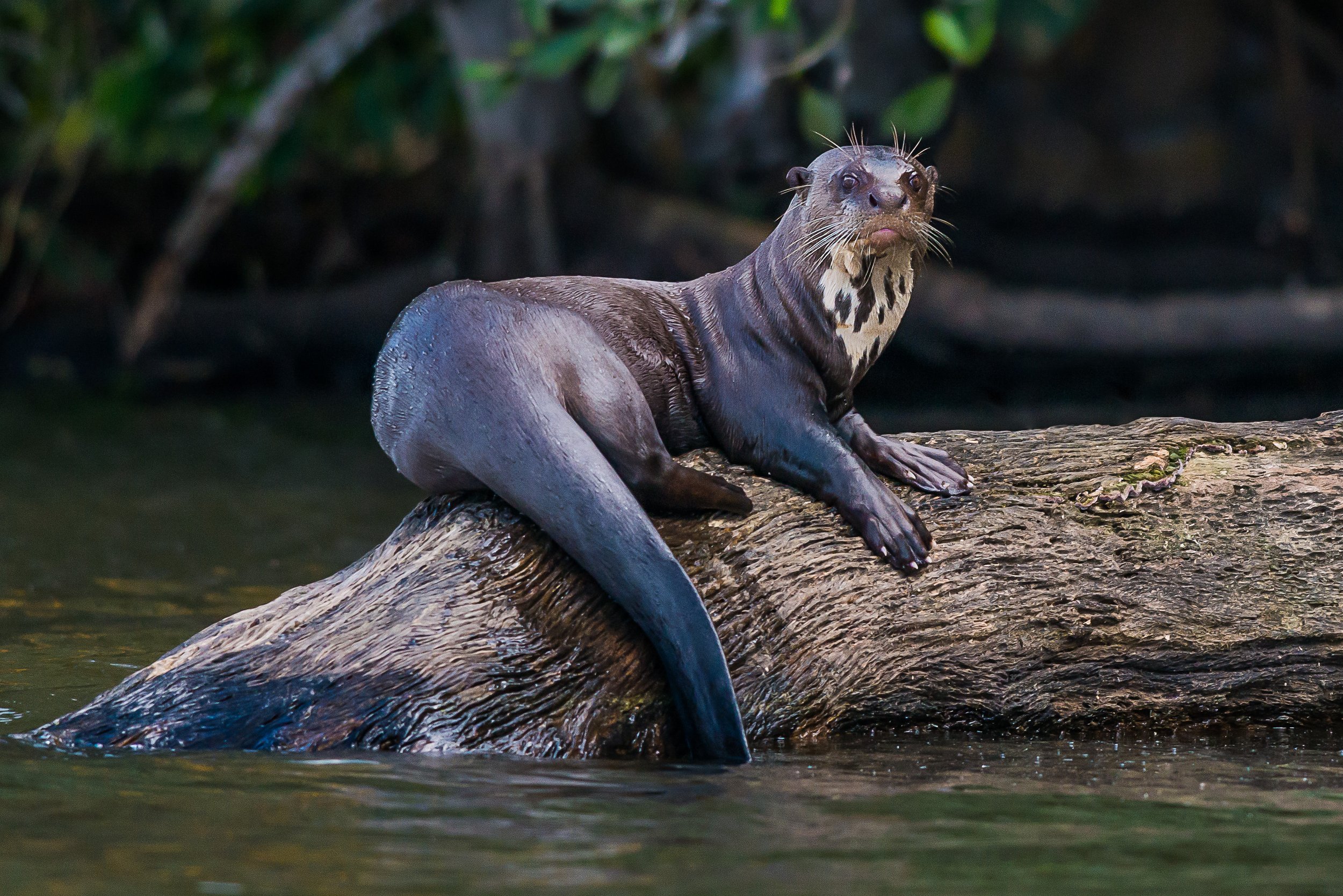 Giant Otter Shrew — Curious Species
