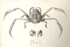 Samurai Crab — Curious Species