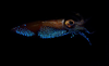 Firefly Squid — Curious Species