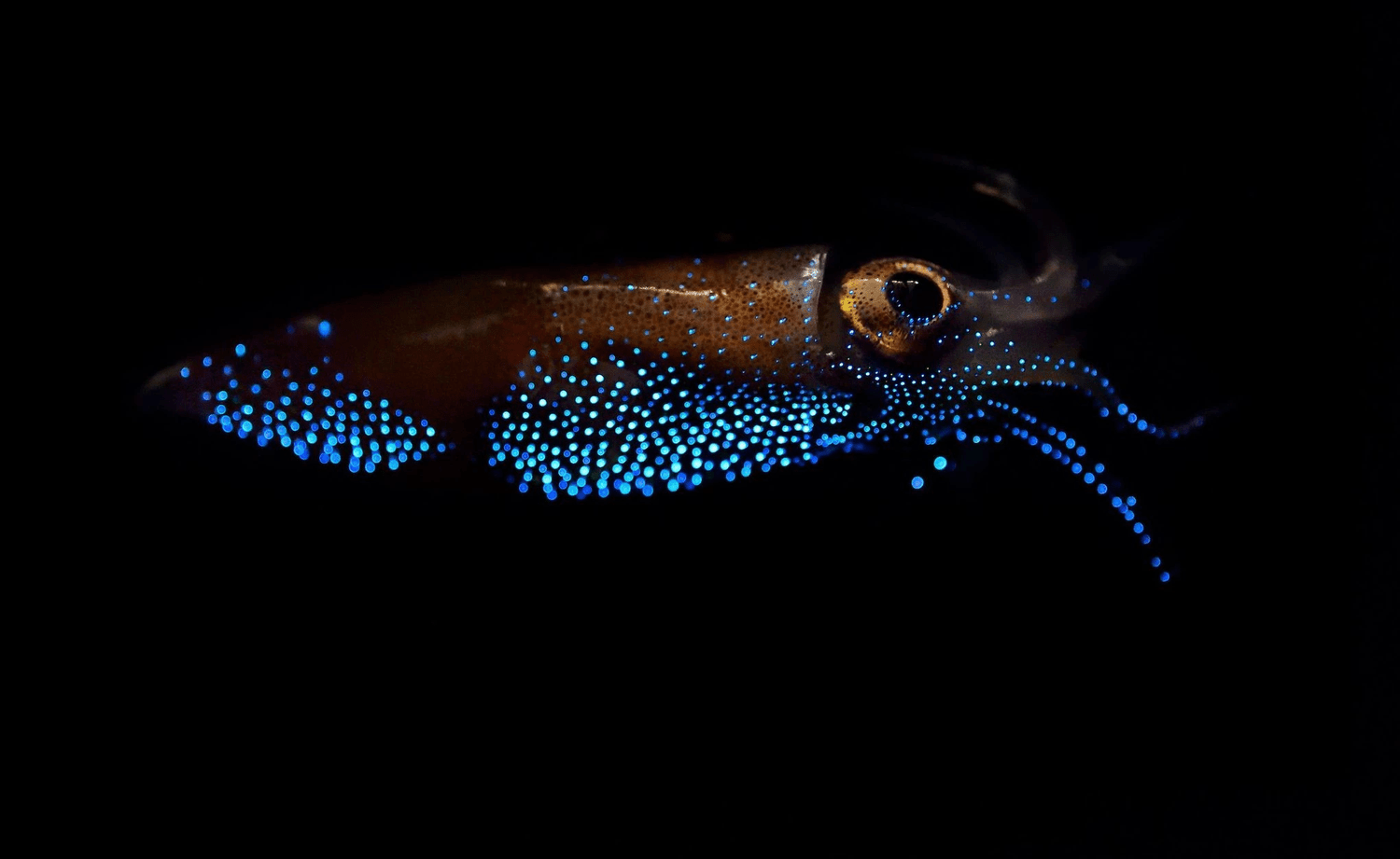Firefly Squid — Curious Species