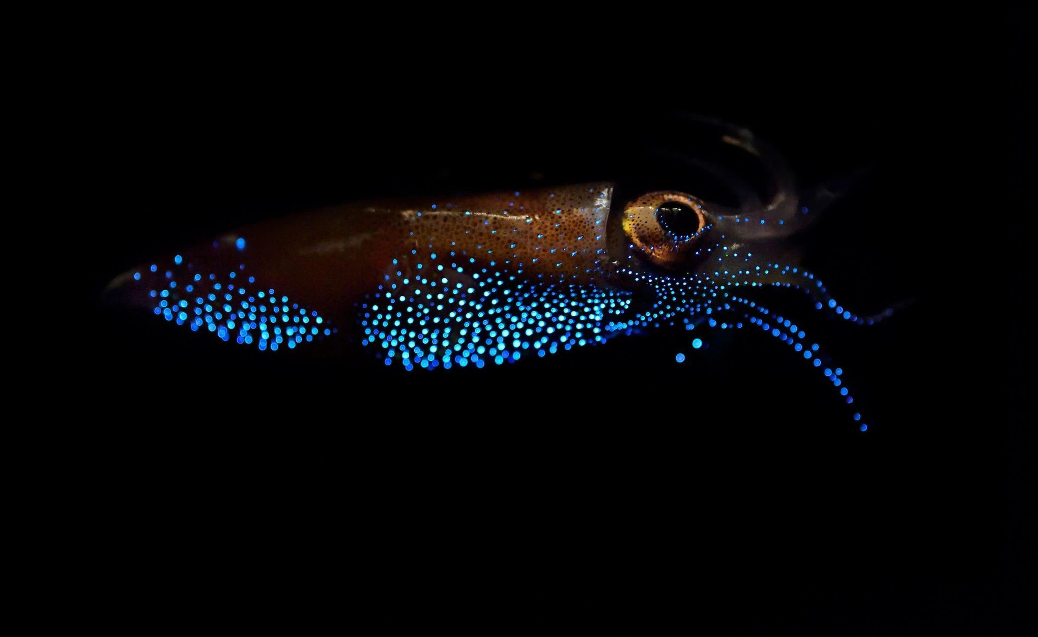 Firefly Squid — Curious Species