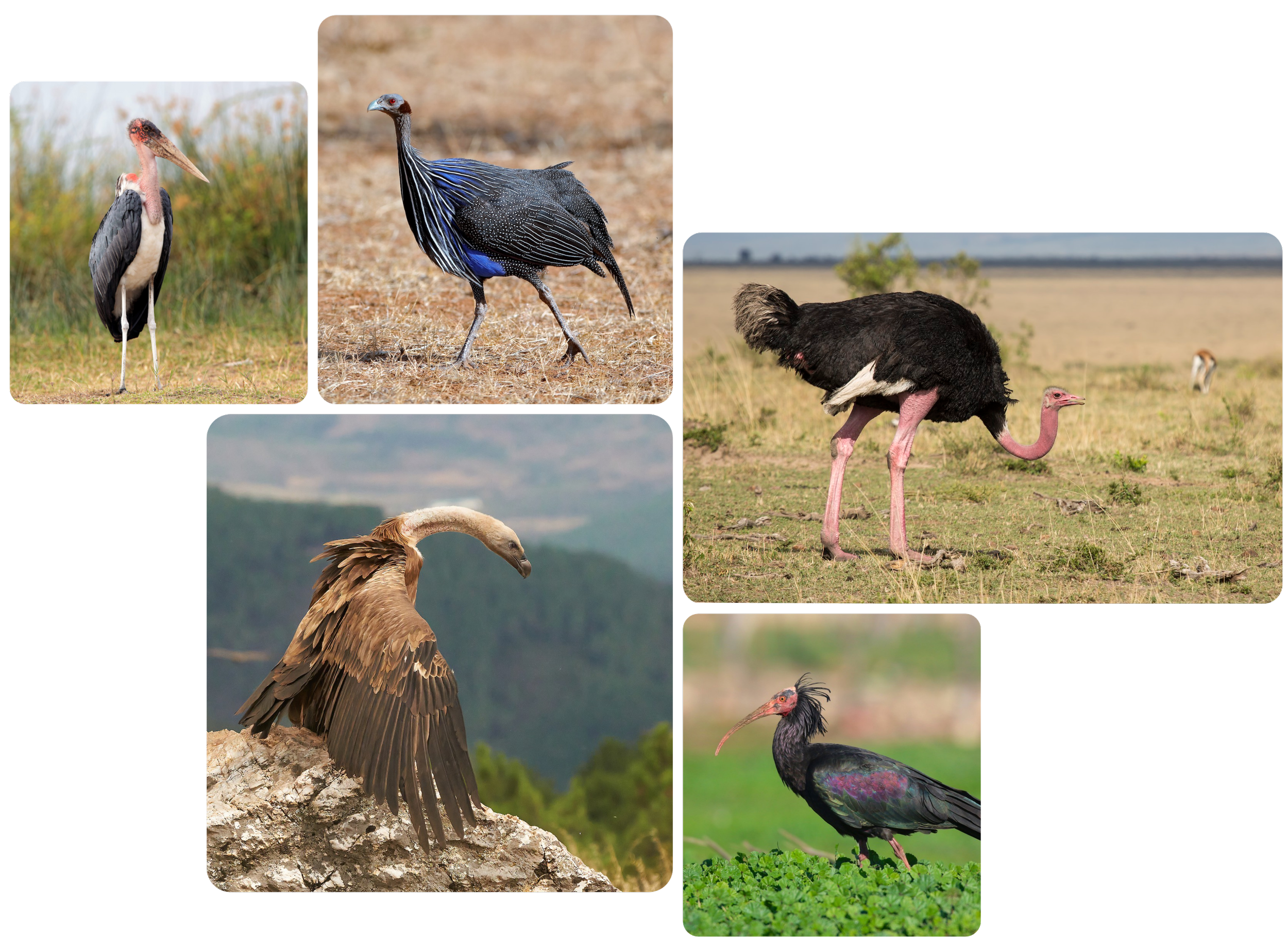 Bald Parrot — Curious Species