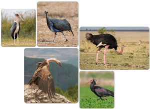 Bald Parrot — Curious Species