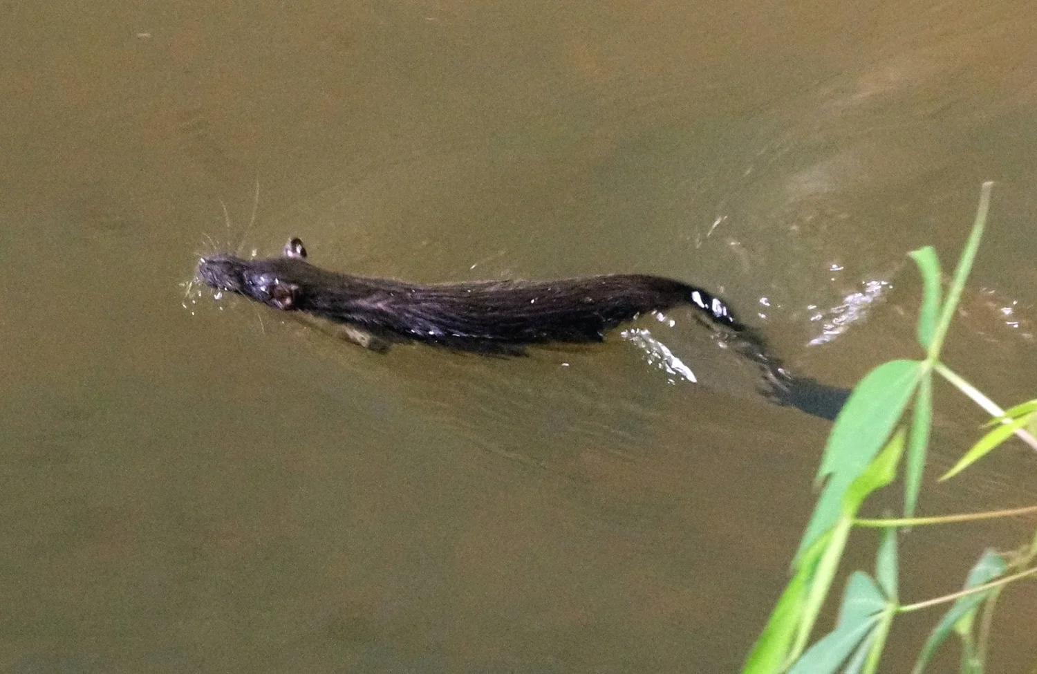 Giant Otter Shrew — Curious Species