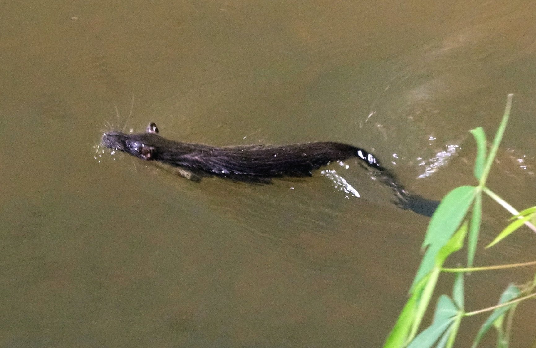 Giant Otter Shrew — Curious Species