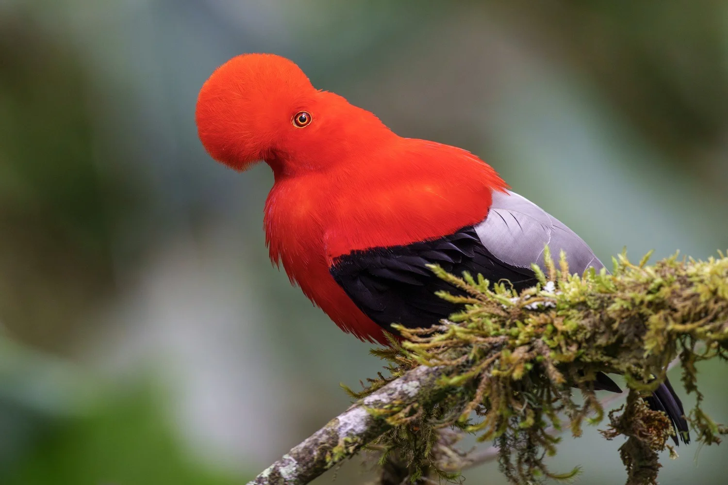 Capuchinbird — Curious Species