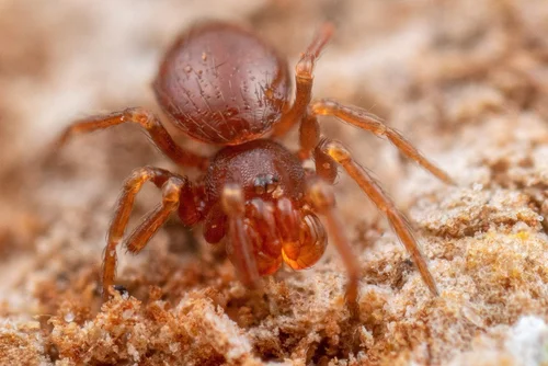 Kauaʻi Cave Wolf Spider — Curious Species