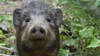 Pygmy Hog — Curious Species