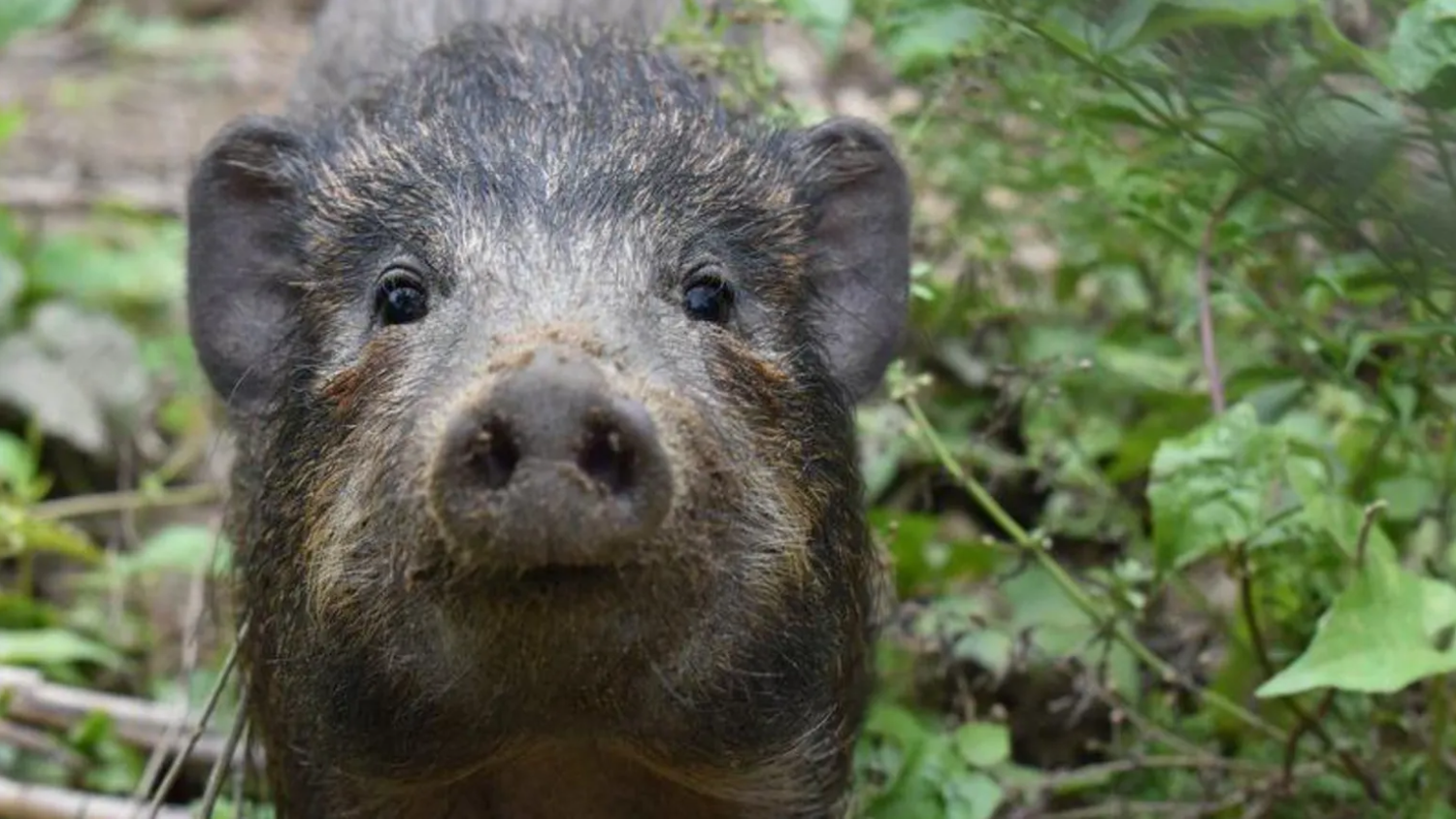 Pygmy Hog — Curious Species