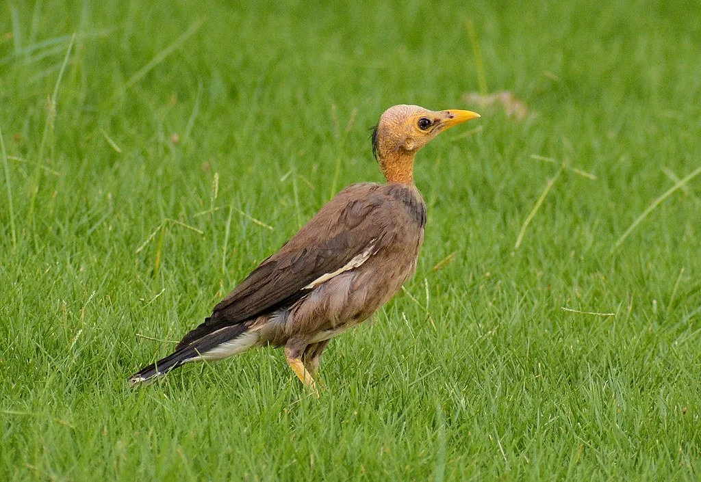 Bald Parrot — Curious Species